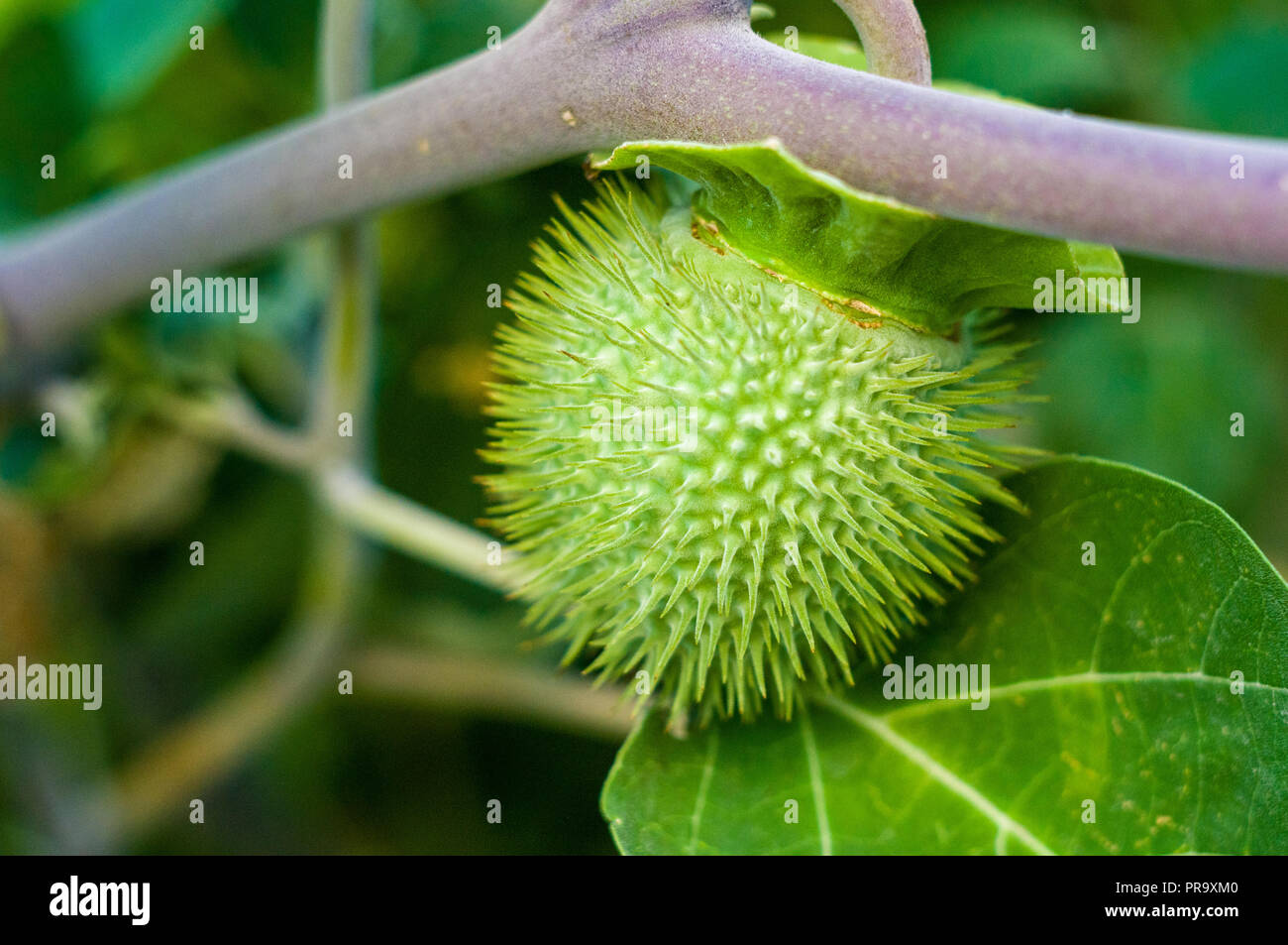 Devil's Trumpet, Datura flower, Moonflower, Datura metel, Angel Trumpet ...