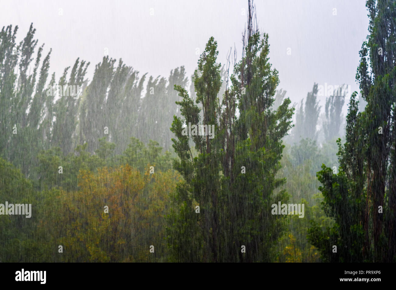 Landscape with green trees in a heavy summer rain Stock Photo - Alamy