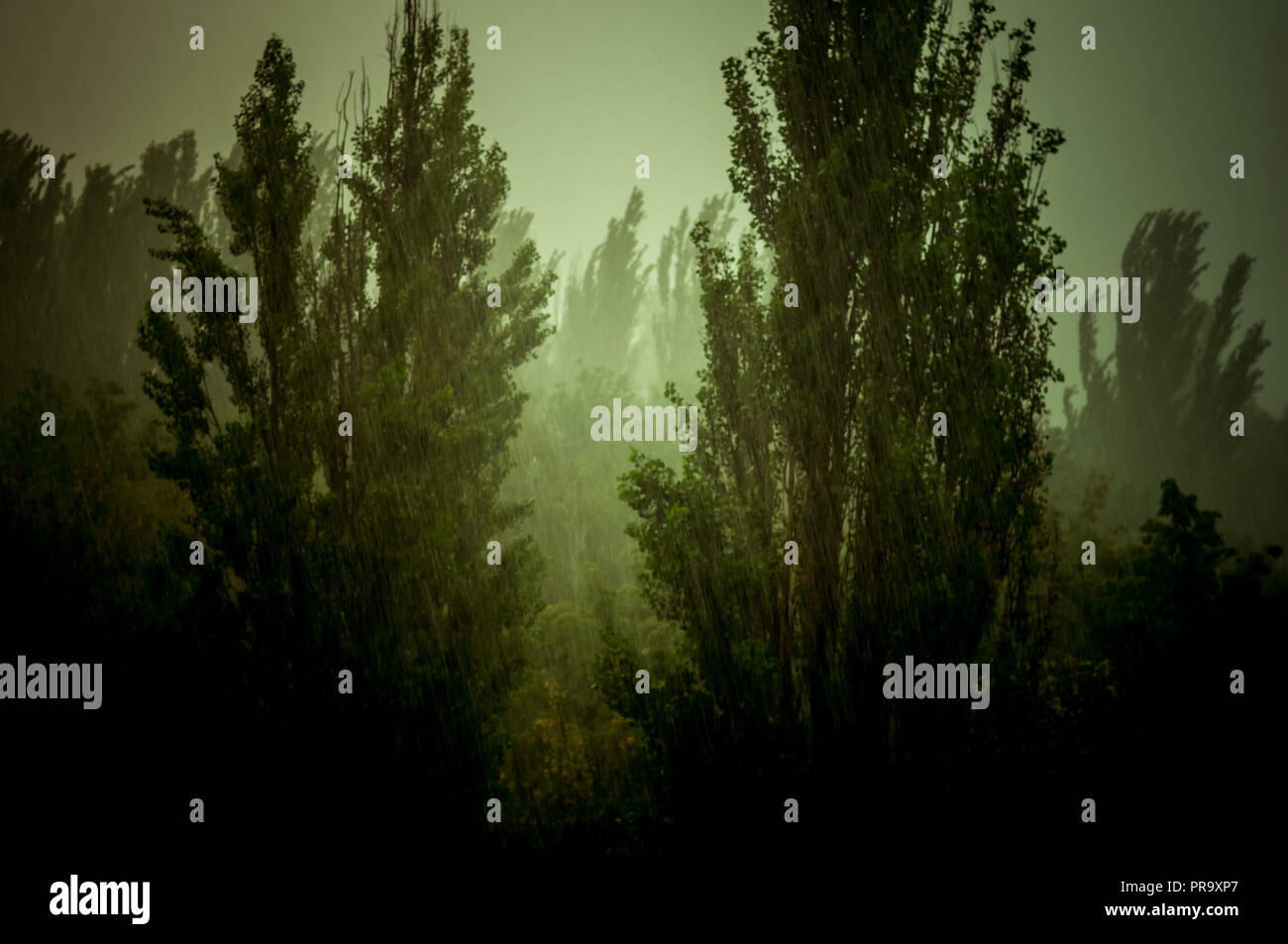 Landscape with green trees in a heavy summer rain Stock Photo - Alamy