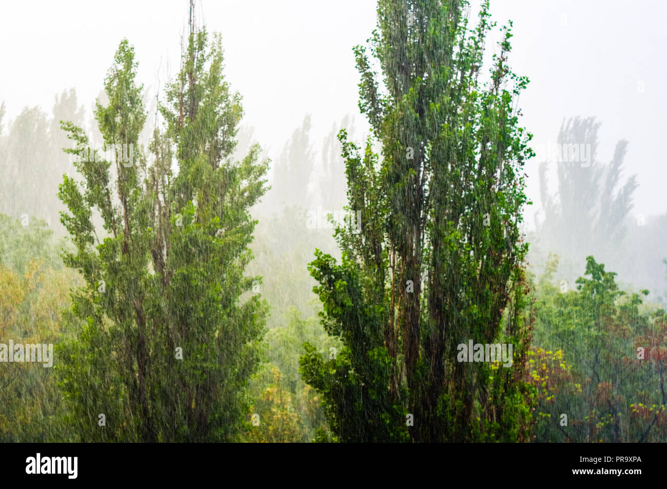 Landscape with green trees in a heavy summer rain Stock Photo - Alamy