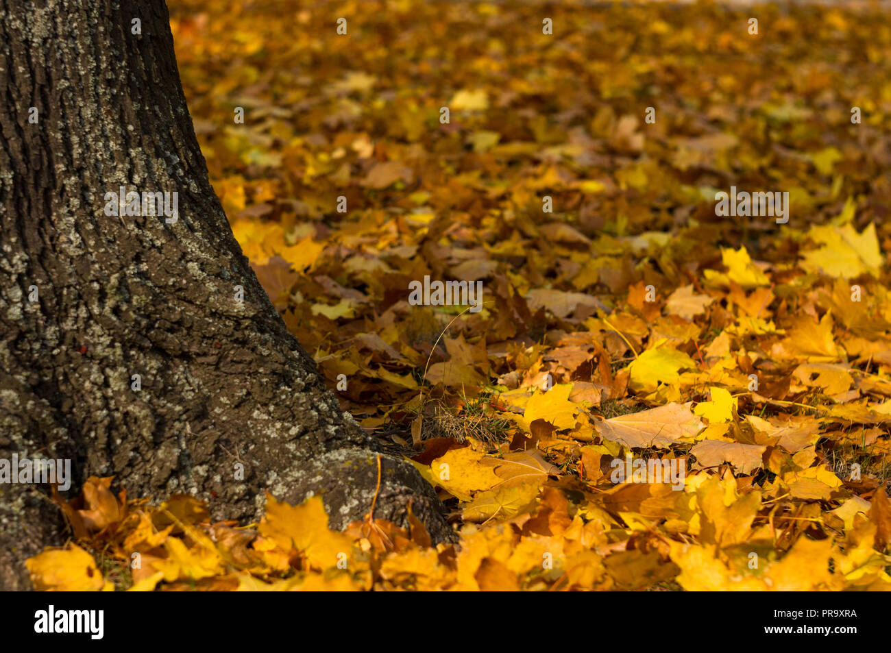 Urban autumn landscape with colorful trees in sunlight Stock Photo - Alamy