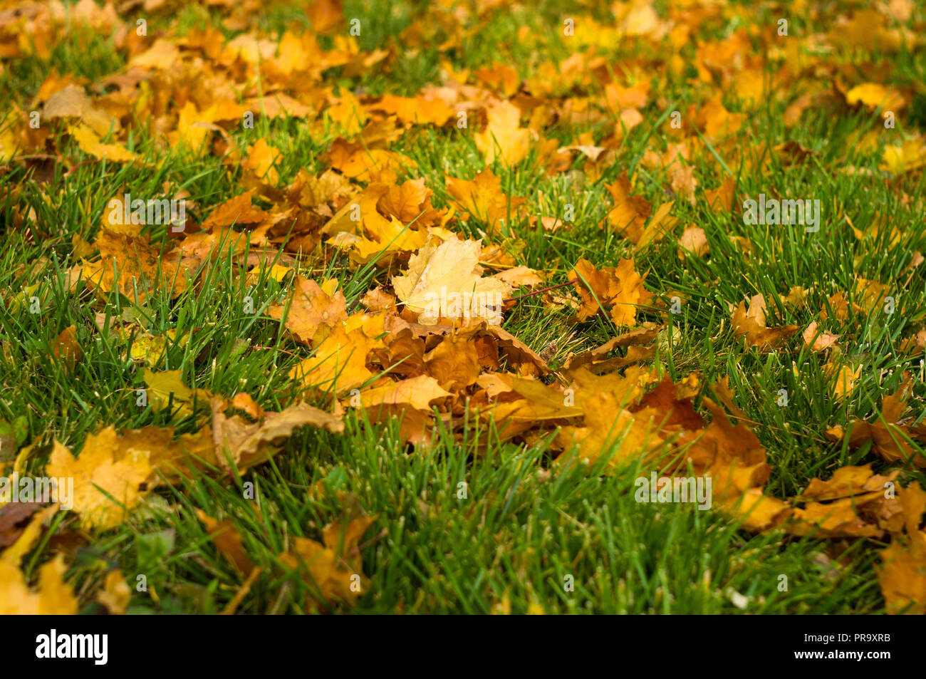 autumn leaves in green grass Stock Photo - Alamy