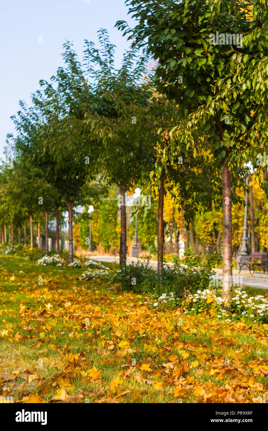 Urban autumn landscape with colorful trees in sunlight Stock Photo - Alamy