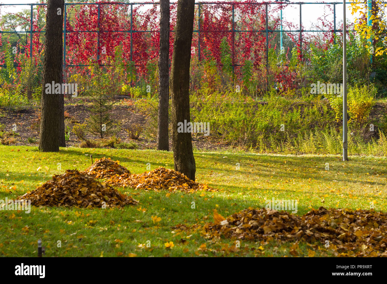 Urban autumn landscape with colorful trees in sunlight Stock Photo - Alamy