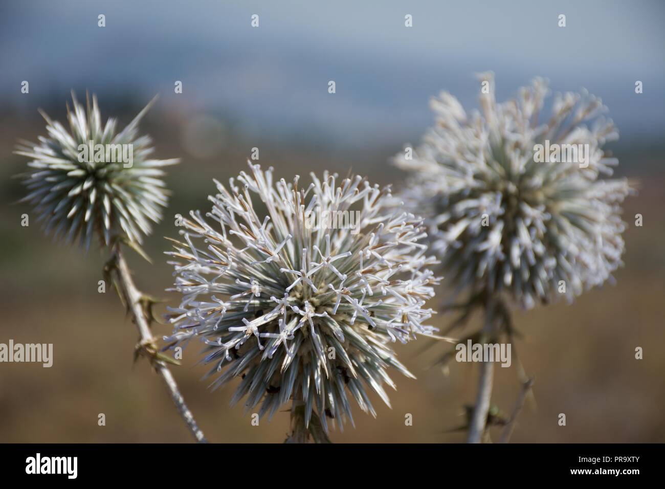 Plants in the wild Stock Photo - Alamy
