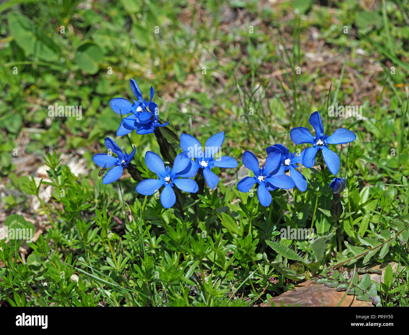 group of Bright blue flowers of Spring Gentian – (Gentiana verna) on ...