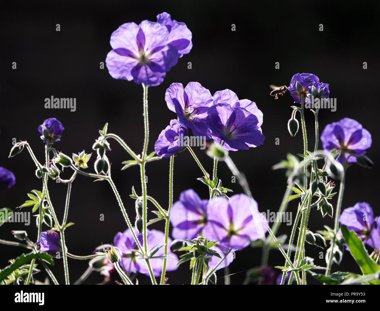 Geranium pratense bee hi-res stock photography and images - Alamy