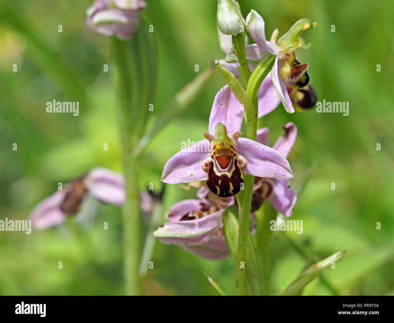 spike of beautiful elaborate insect mimicking perennial flowers of Bee ...