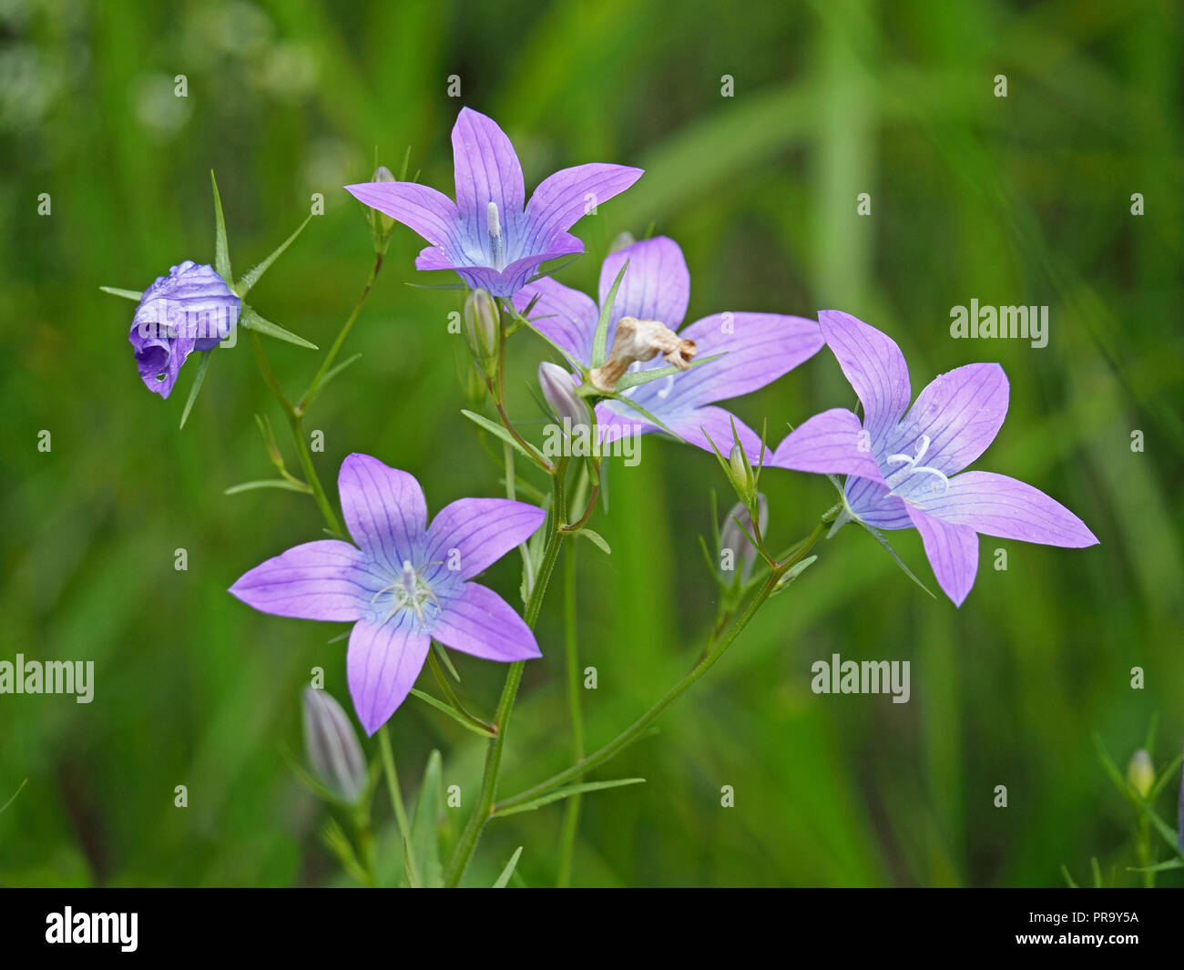 delicate violet blue flowers of biennial/perennial Spreading bellflower ...