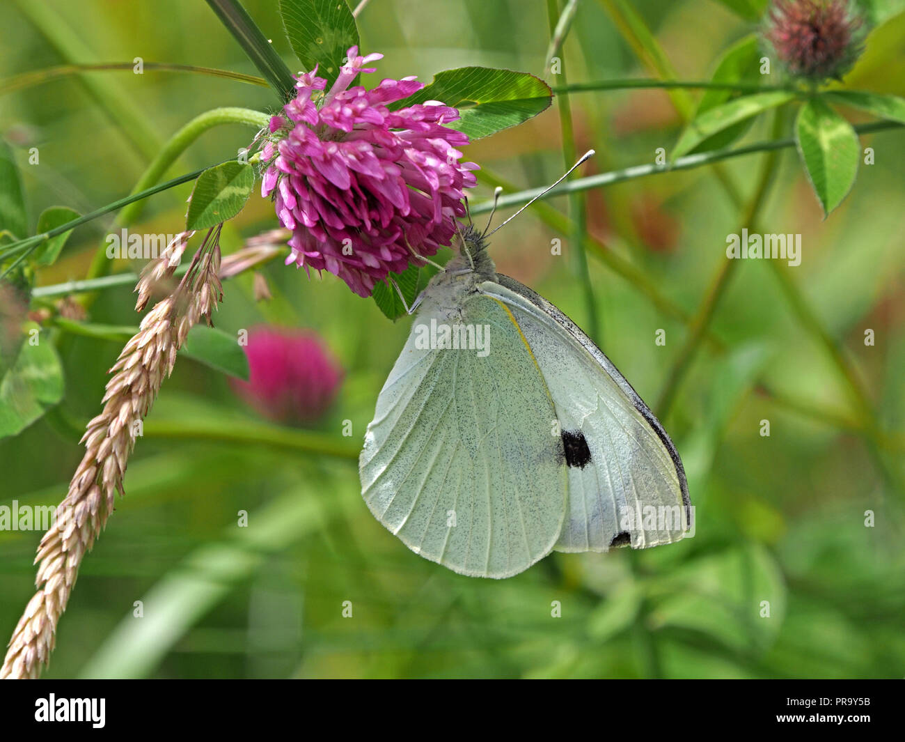 Clover tongue hi-res stock photography and images - Alamy