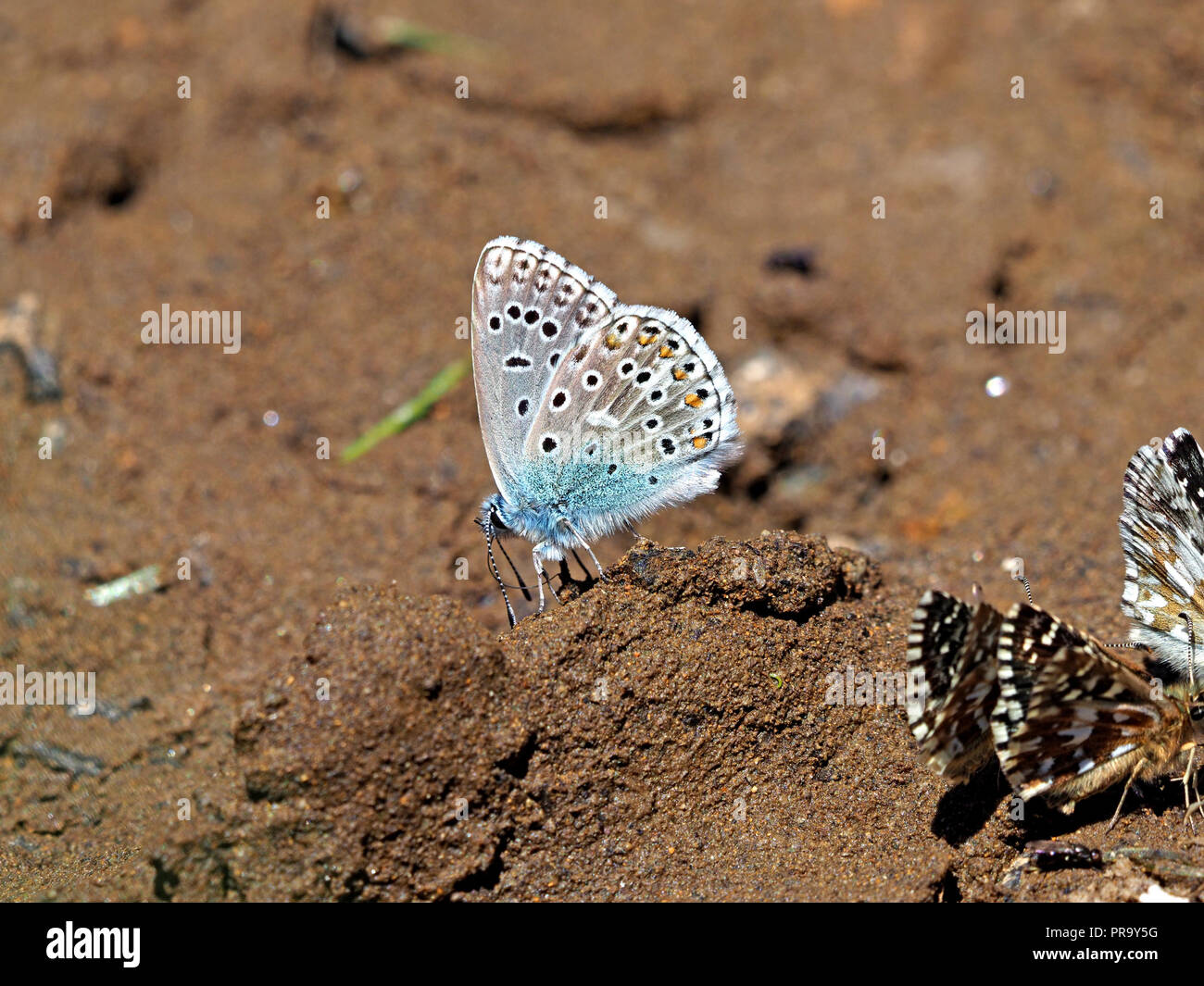Butterflies on mud hi-res stock photography and images - Alamy