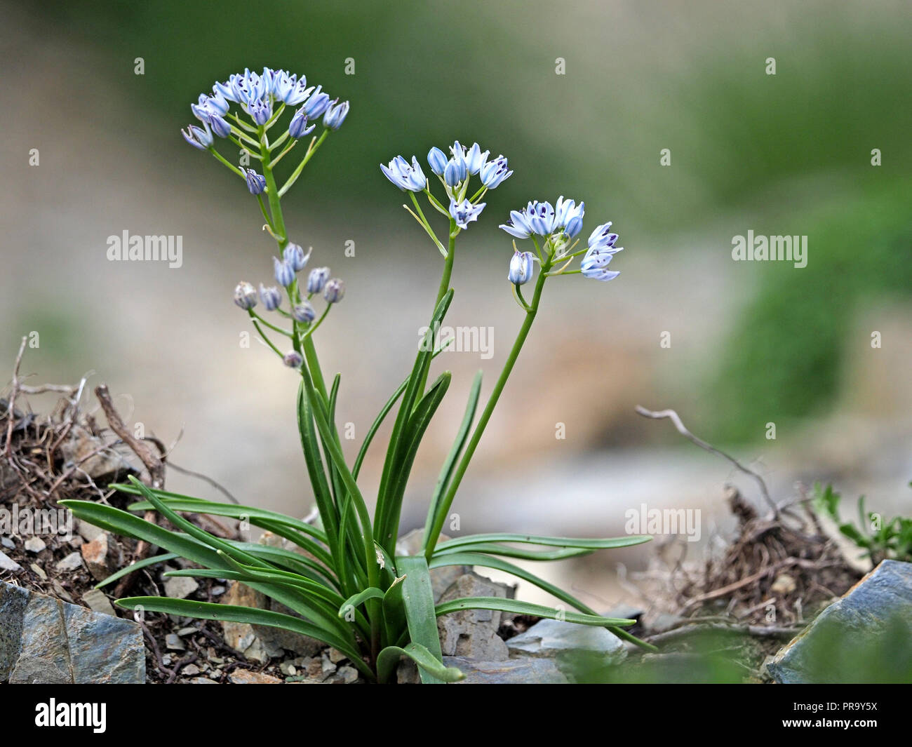 light blue flowers of Alpine squill or two-leaf squill (Scilla bifolia ...