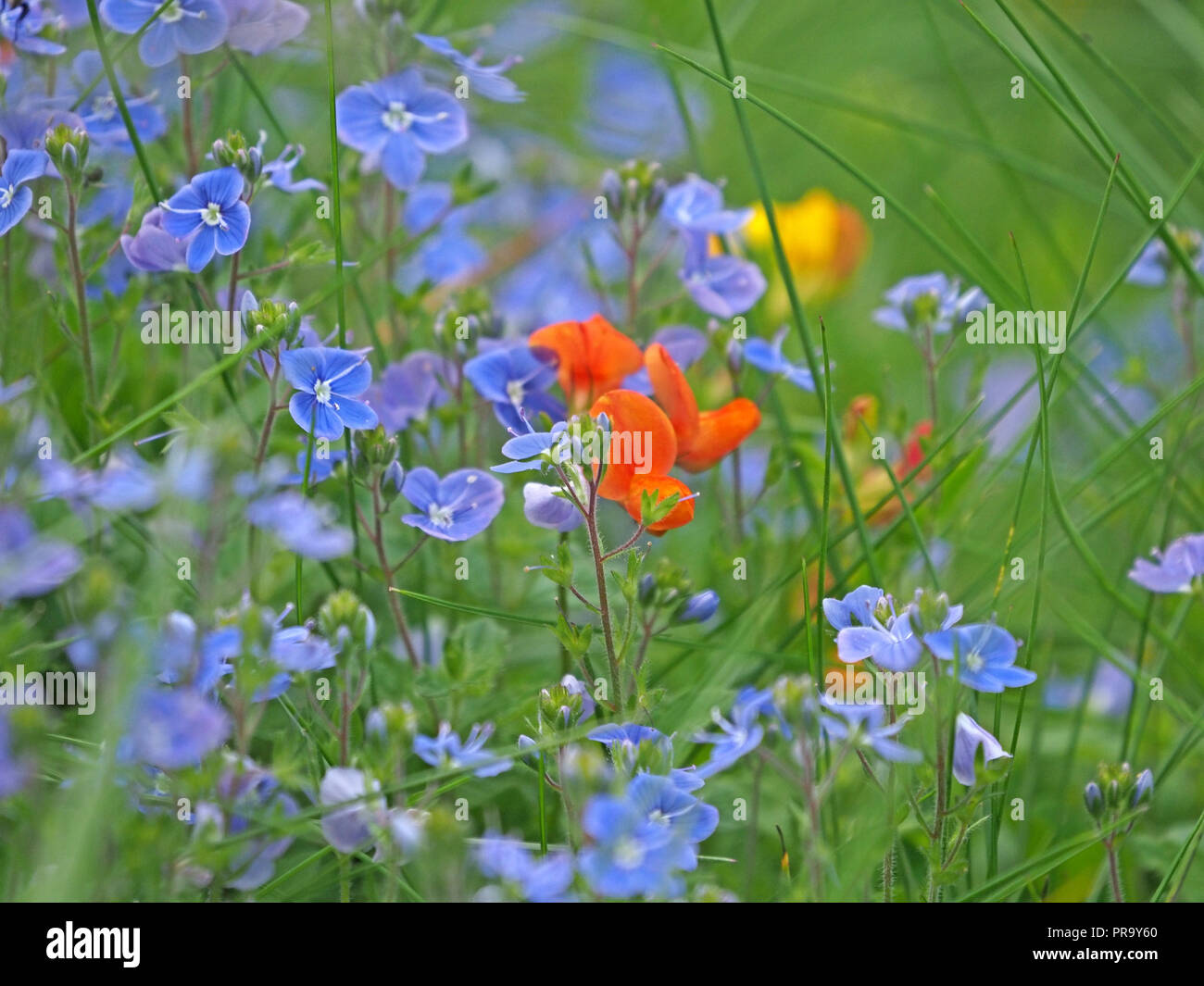 Orange and yellow of Bird'sfoot Trefoil (Lotus corniculatus) in a sea ...