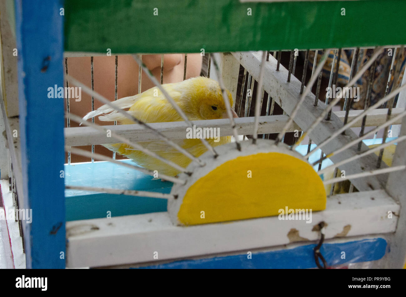 Caged bird free hi-res stock photography and images - Alamy