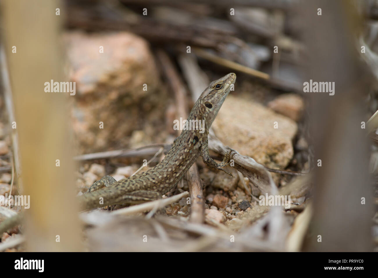 European Wall Lizards High Resolution Stock Photography and Images - Alamy