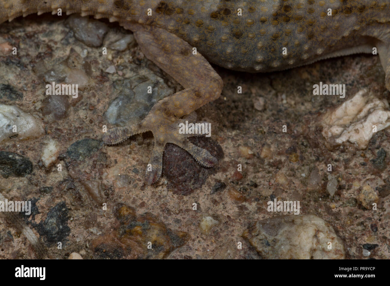 Moorish Gecko Tarentola mauritanica.closeup of foot. Sardinia. Italy ...