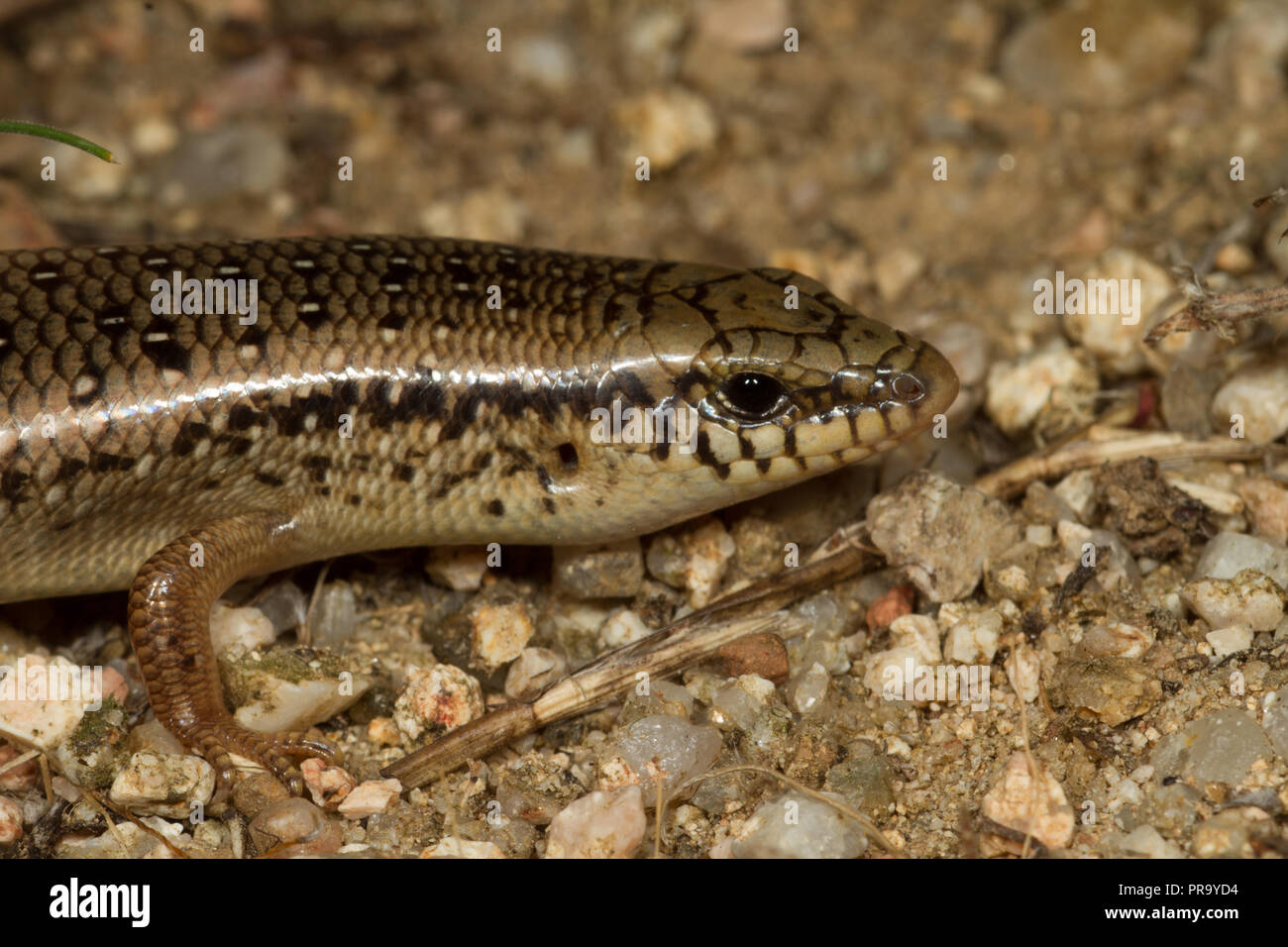 Adult skink hi-res stock photography and images - Alamy