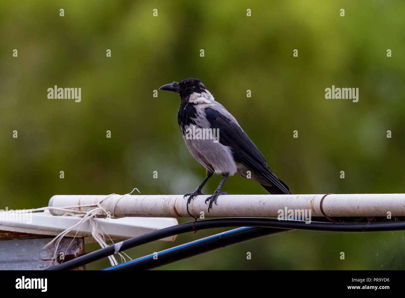 Unpopular bird hi-res stock photography and images - Alamy