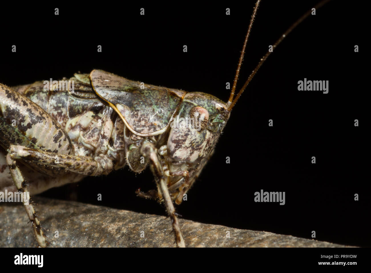 Cricket sardinia hi-res stock photography and images - Alamy