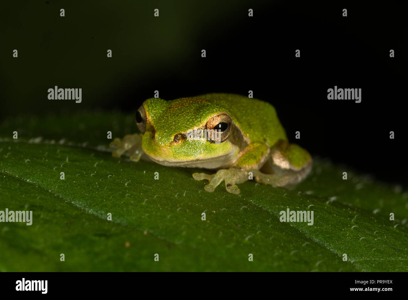Tyrrhenian Tree Frog. Hyla sarda. Single adult on leaf. Sardinia. Italy ...