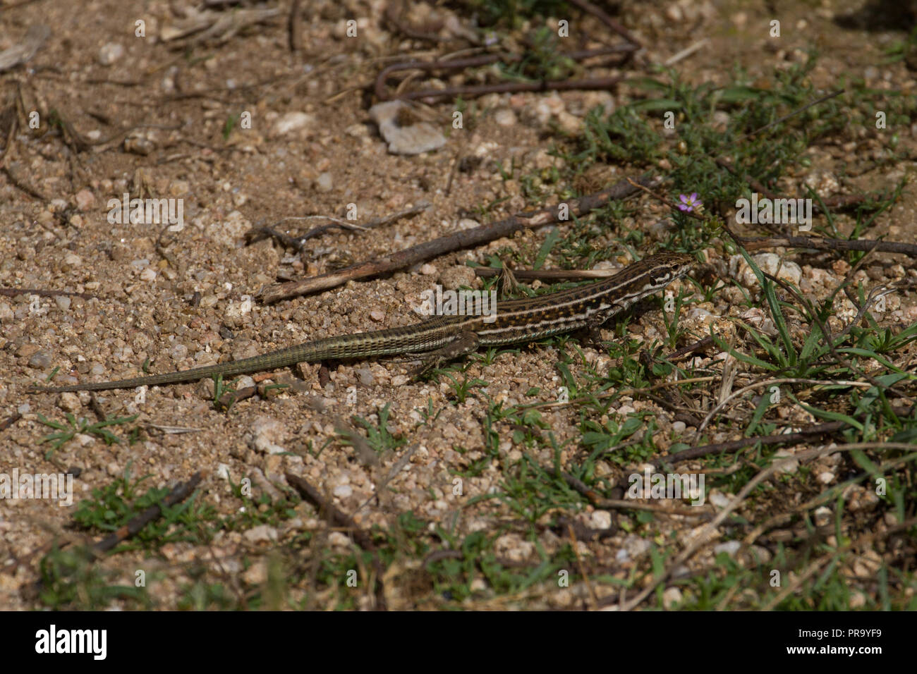 Sarda sarda hi-res stock photography and images - Alamy