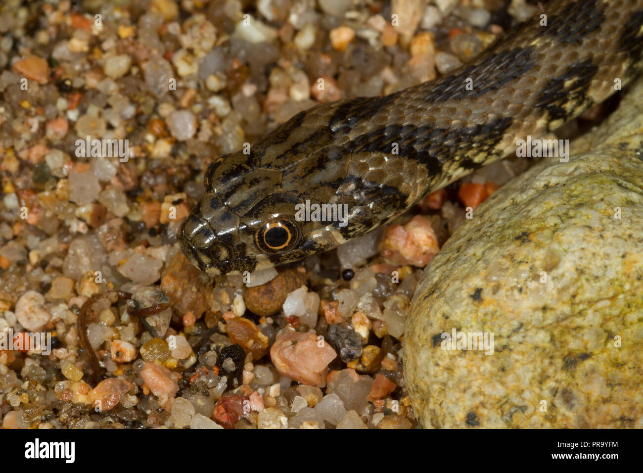 Viperine Snake. Natrix maura. Single juvenile snake. Sardinia. Italy ...