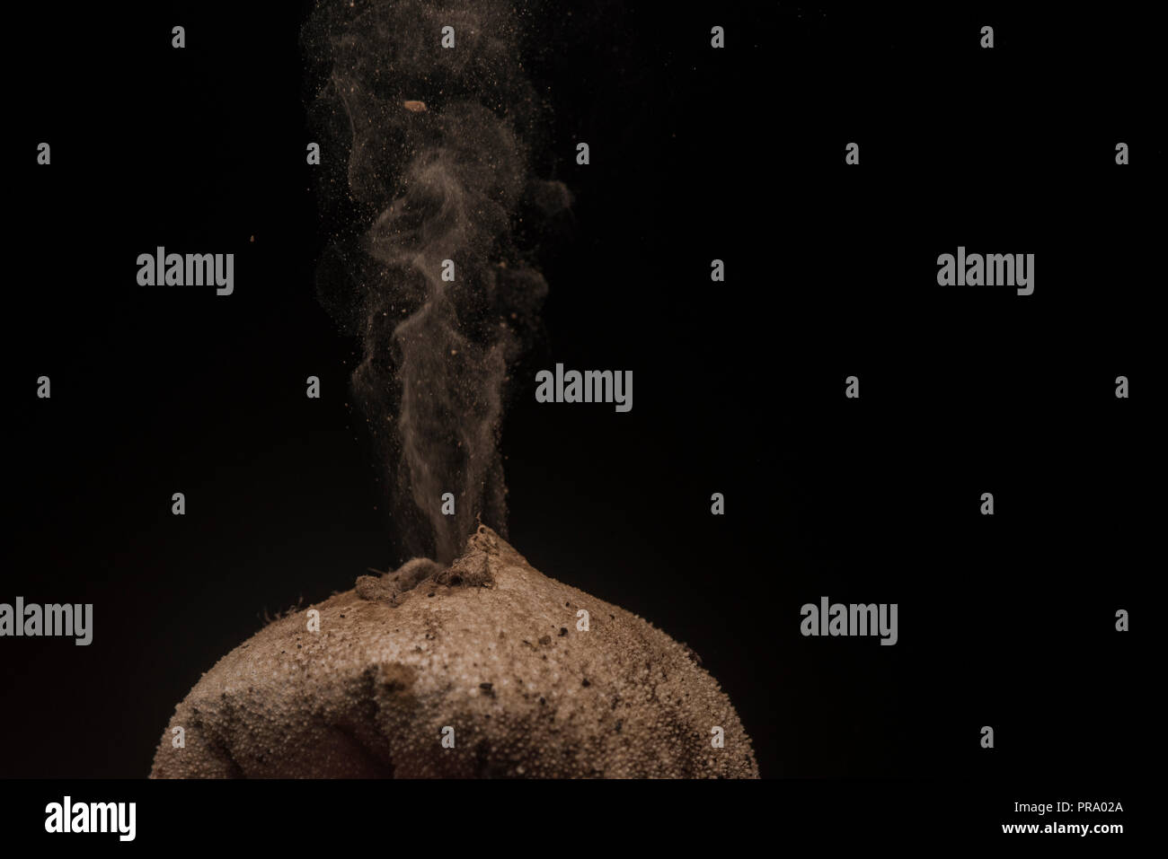Puffball spores hi-res stock photography and images - Alamy