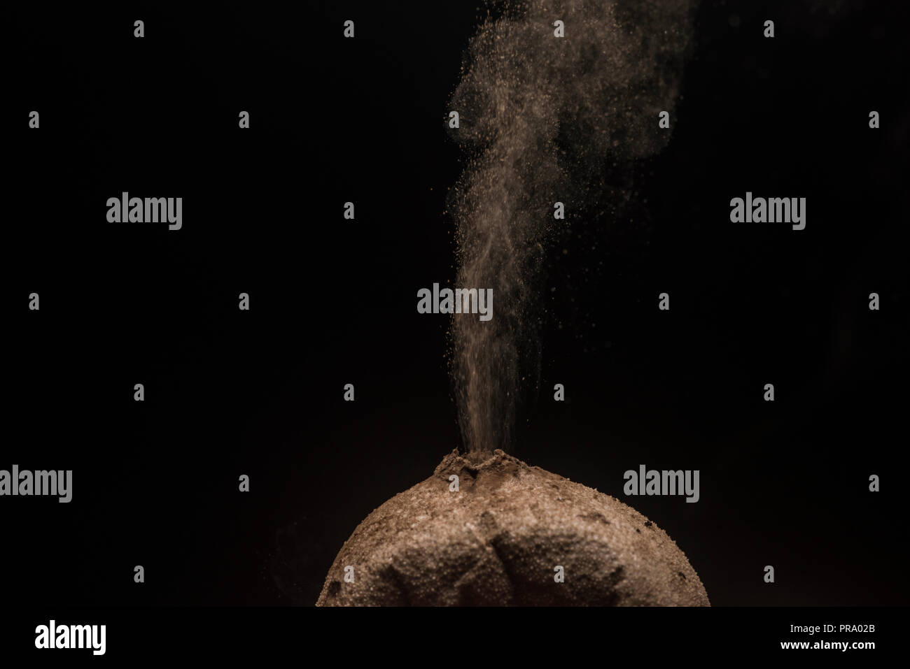 Puffball releasing spores hi-res stock photography and images - Alamy