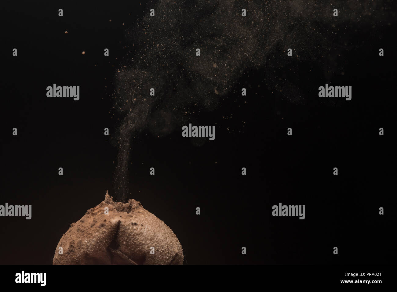 Fungus puffball spores reproduction hi-res stock photography and images ...
