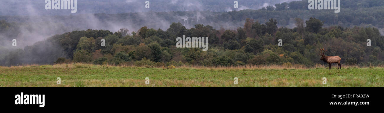Elk During the Rut Season Stock Photo - Alamy