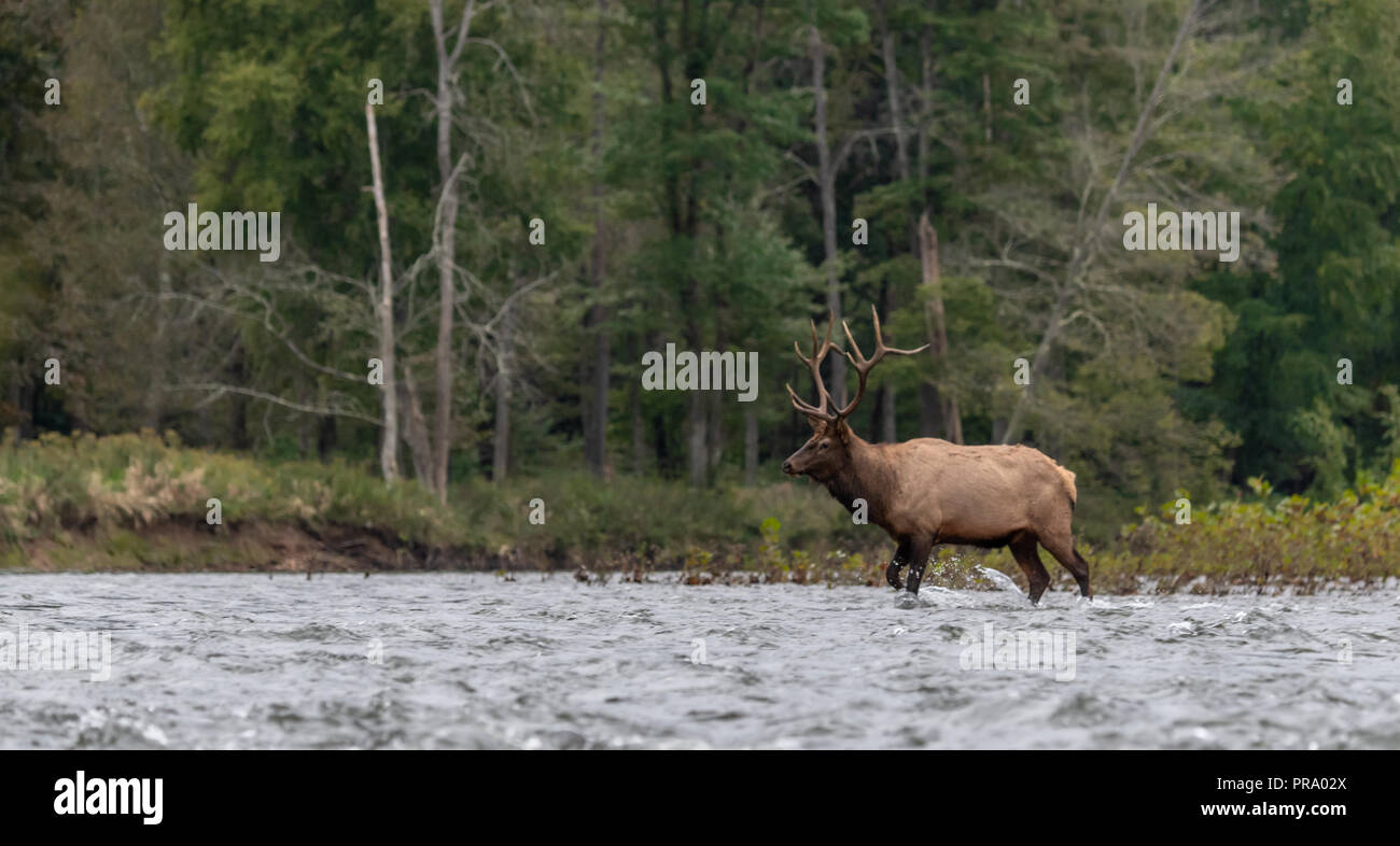 Elk During the Rut Season Stock Photo - Alamy