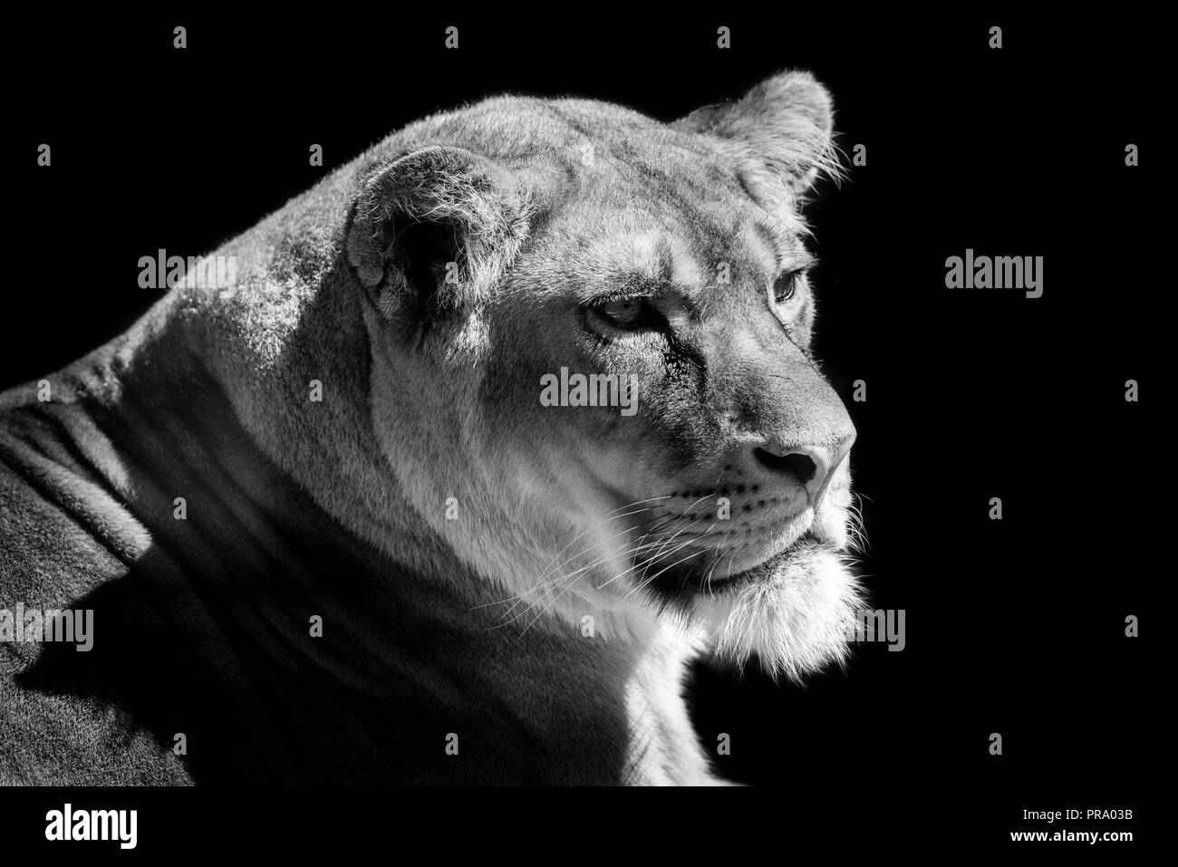 Lioness head hi-res stock photography and images - Alamy