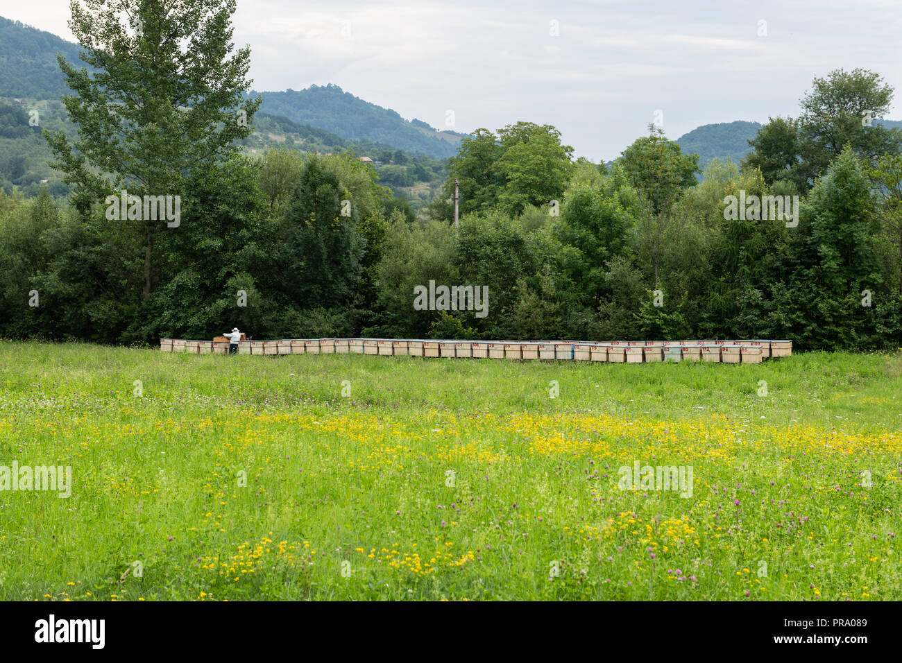 Meadow view of beekeeper with his beehives spread horizontally in a row ...