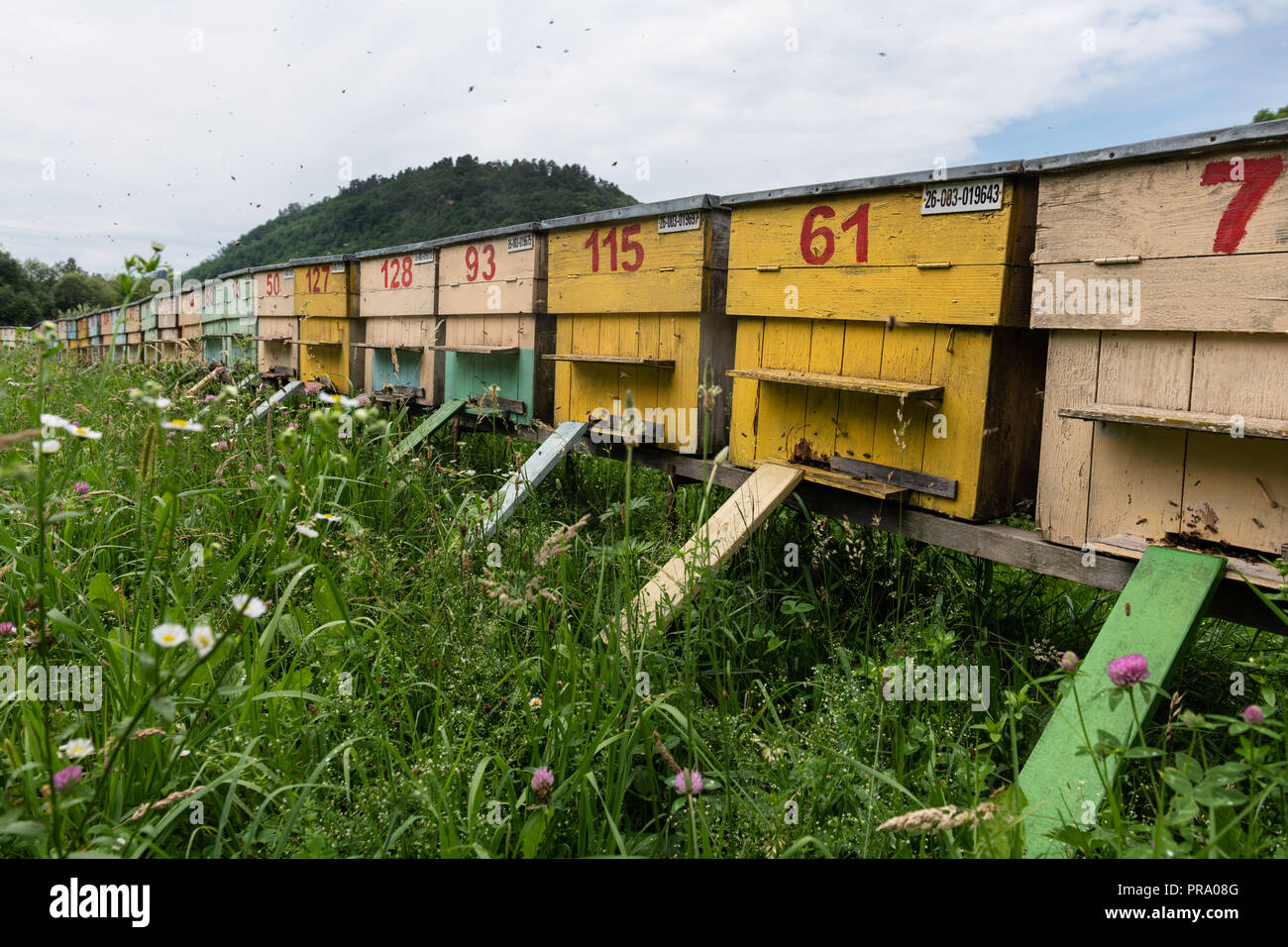 Group of colorful honey bee beehives in a rural meadow Stock Photo - Alamy