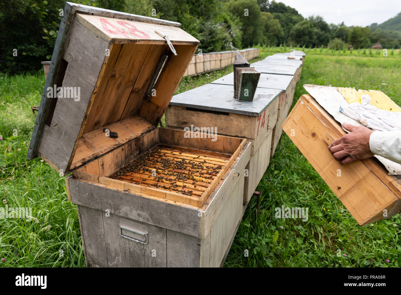 Open beehive with bees are crawling along the hive on honeycomb wooden ...