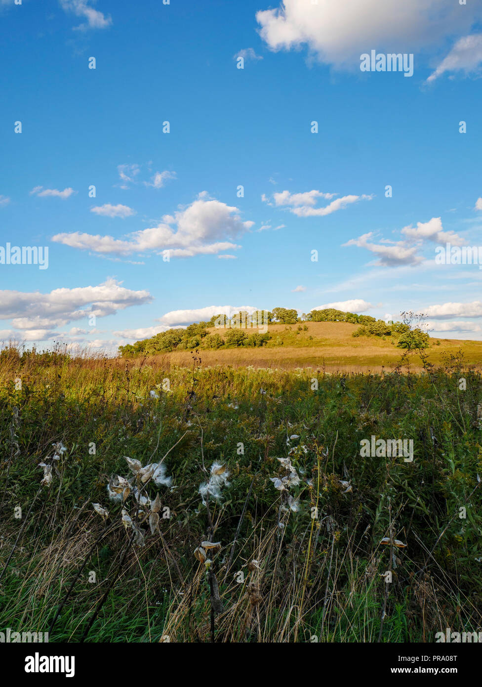 Frederick's Hill with milkweed in foreground. Pheasant Branch ...