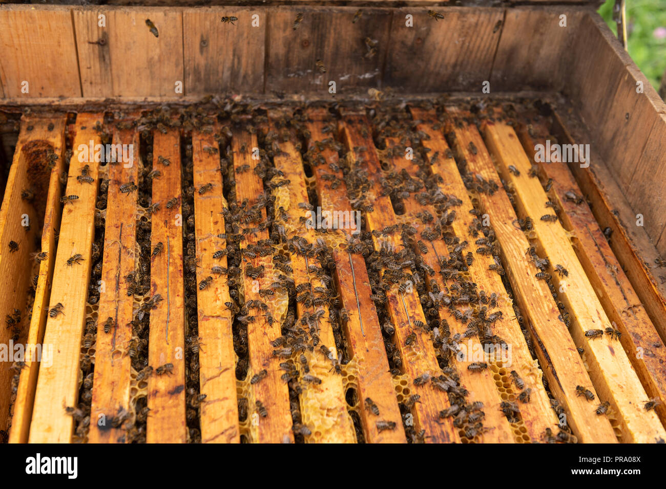 Open beehive with bees are crawling along the hive on honeycomb wooden ...