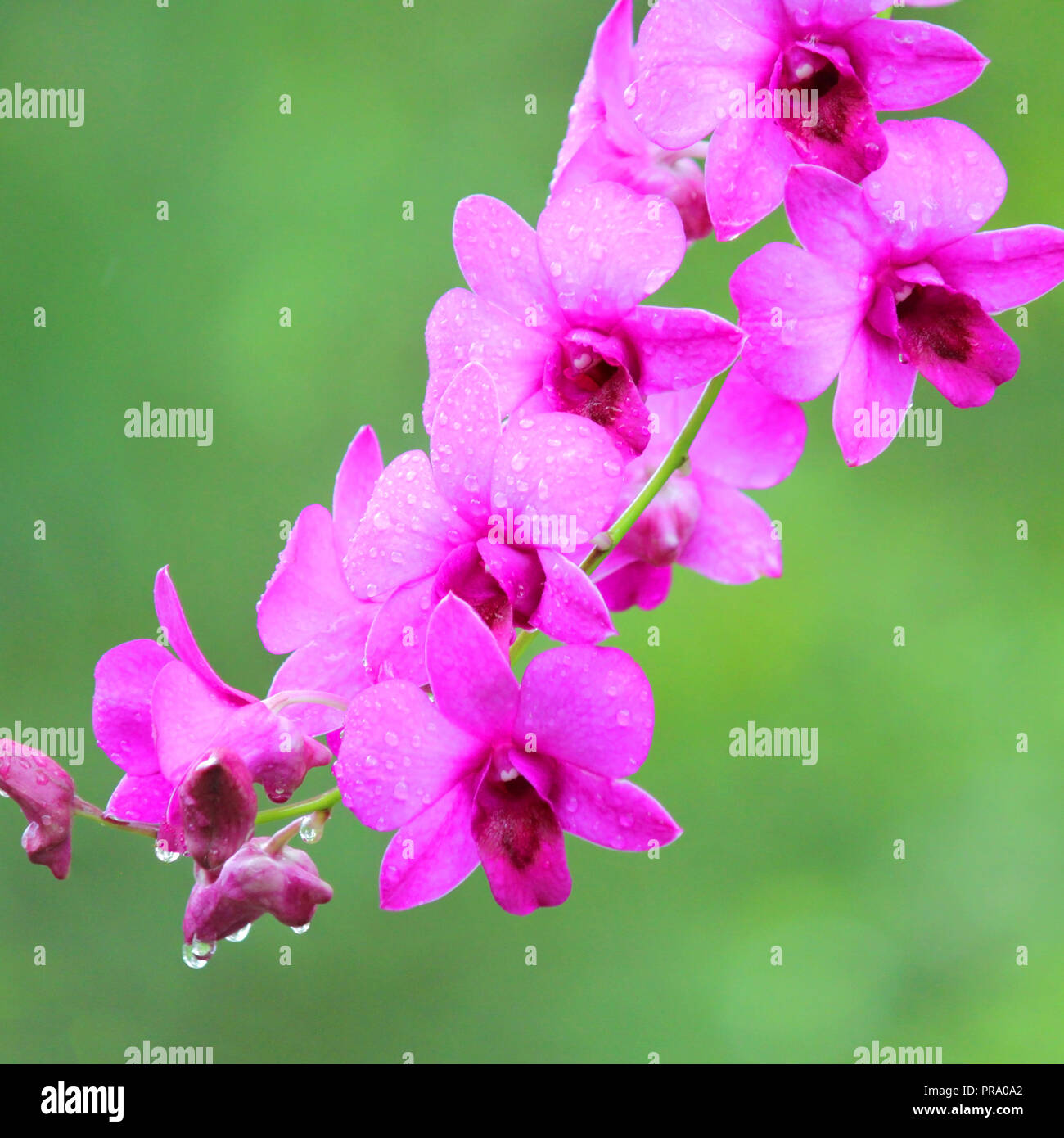 Beautiful pink orchid flower hi-res stock photography and images - Alamy