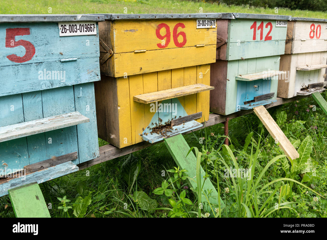 Group of colorful honey bee beehives in a rural meadow Stock Photo - Alamy