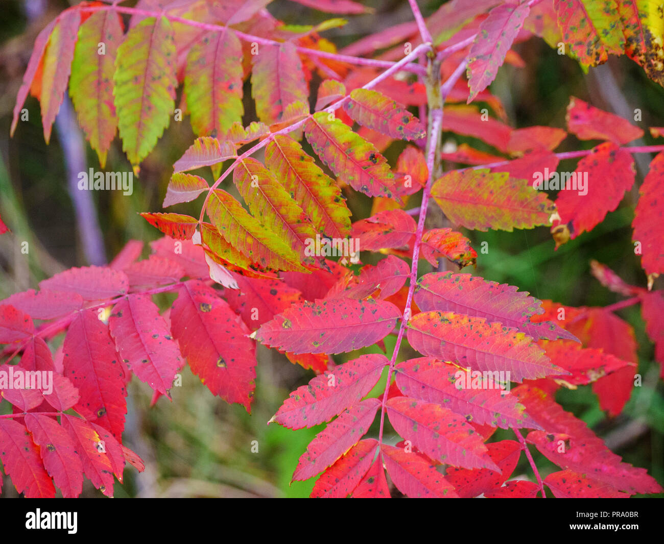 Smooth sumac, autumn color. Pheasant Branch Conservancy, Wisconsin ...