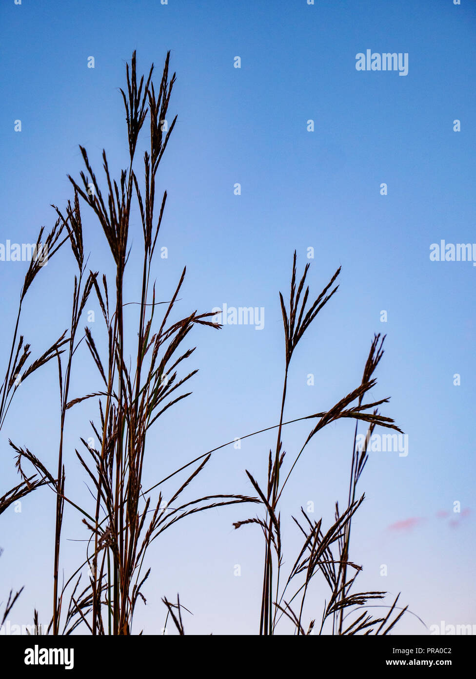 Big bluestem grass. Middleton, Wisconsin Stock Photo - Alamy