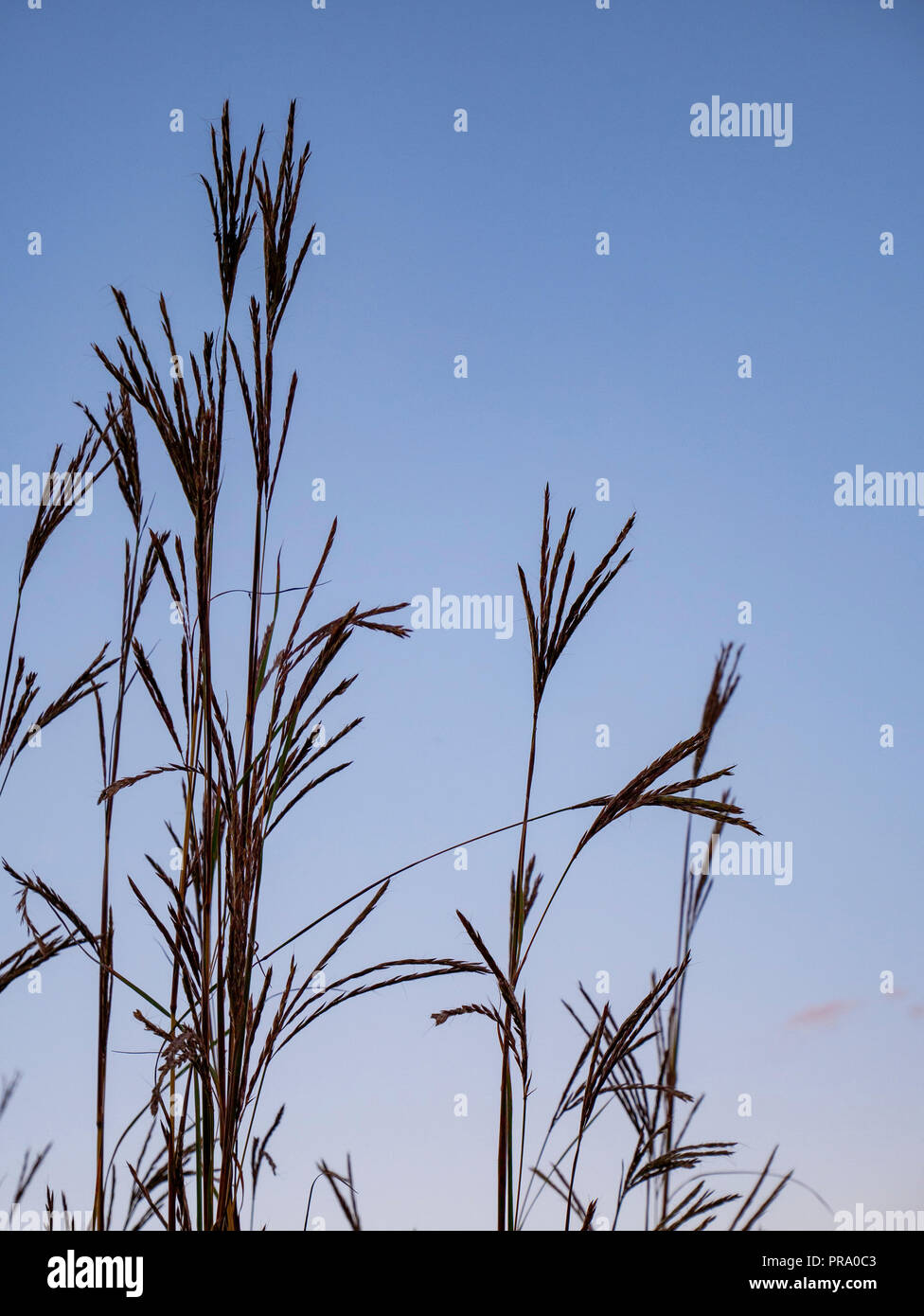 Big bluestem grass. Pheasant Branch Conservancy, Wisconsin Stock Photo ...
