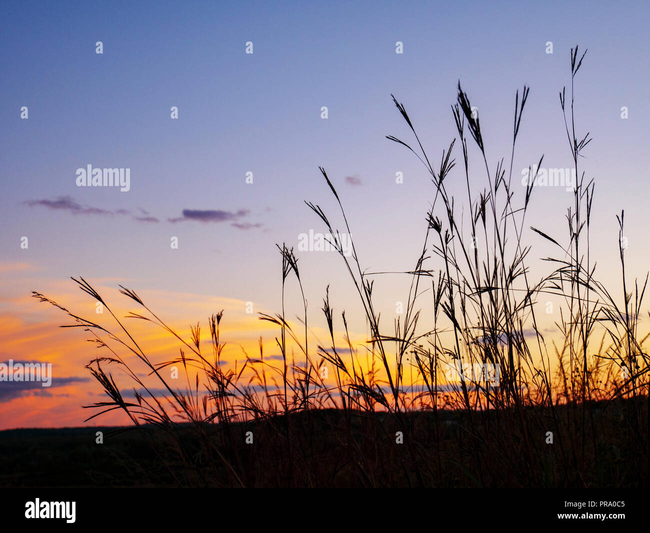 Big bluestem grass. Pheasant Branch Conservancy, Wisconsin Stock Photo ...