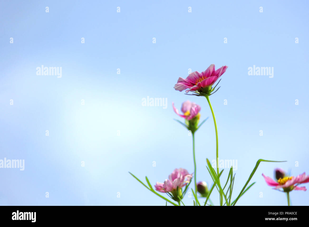beautiful cosmos flower with beautiful sky background Stock Photo - Alamy