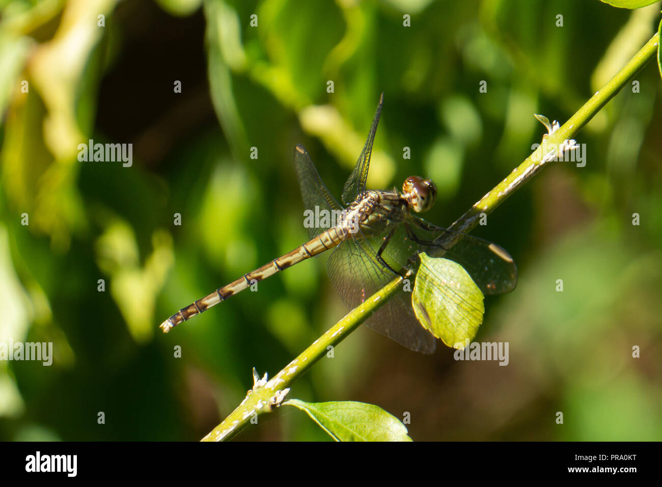 Winged person hi-res stock photography and images - Alamy