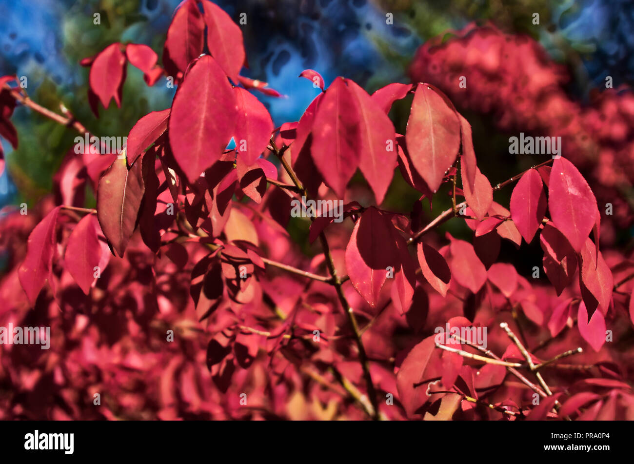 Fall colors and Foliage Stock Photo - Alamy