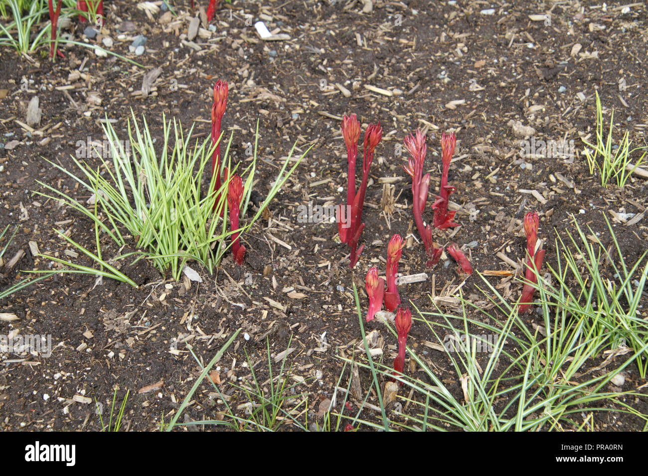 A red plant freshly planted with grass in the mulch and dirt visible ...