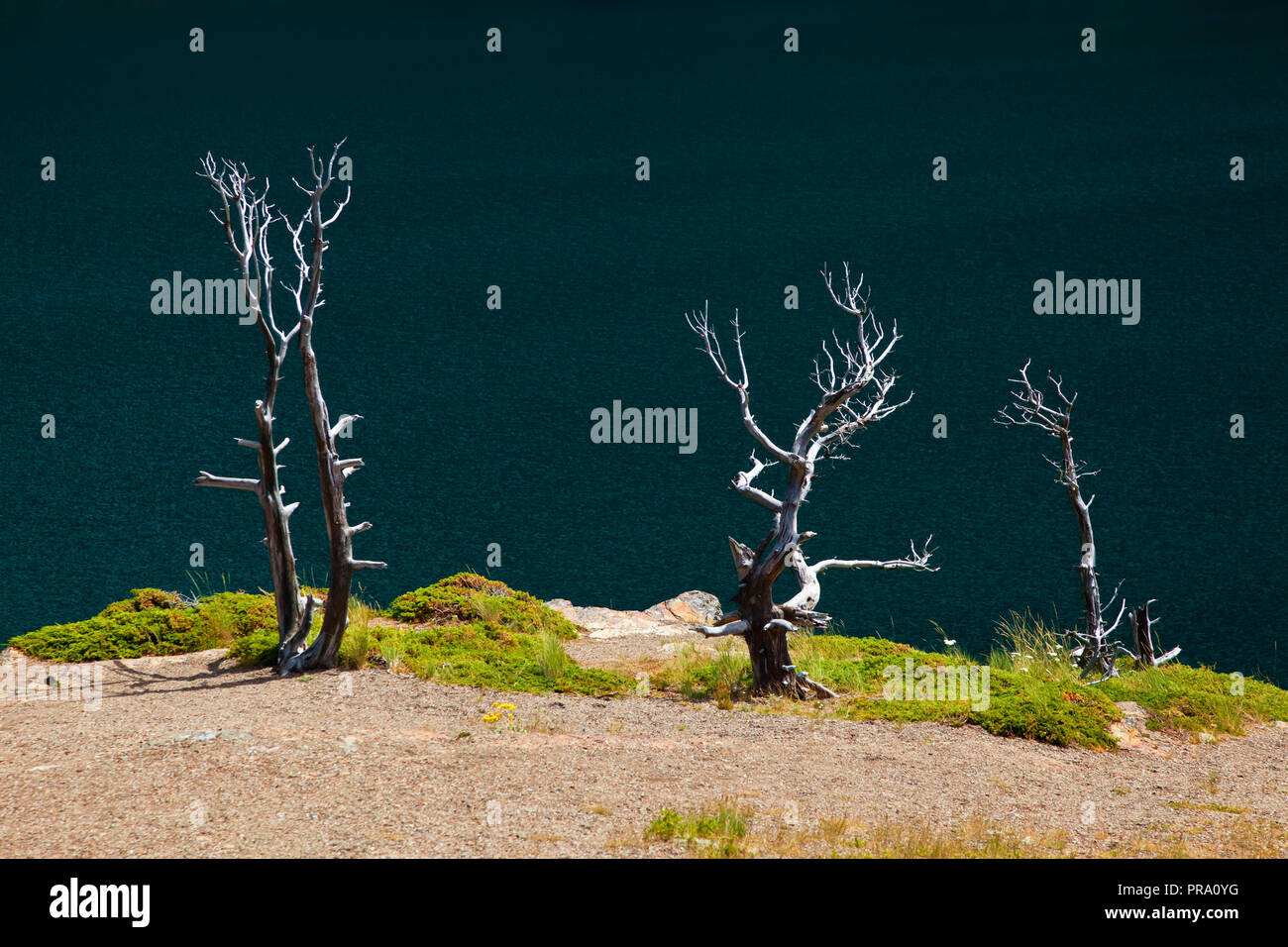 Tree Skeletons on the shore of Saint Mary Lake in Glacier National Park ...