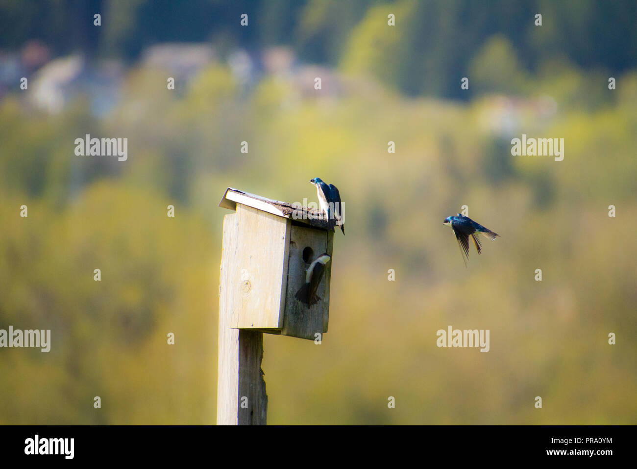 A tree swallow flying around a bird house with one swallow on the roof ...