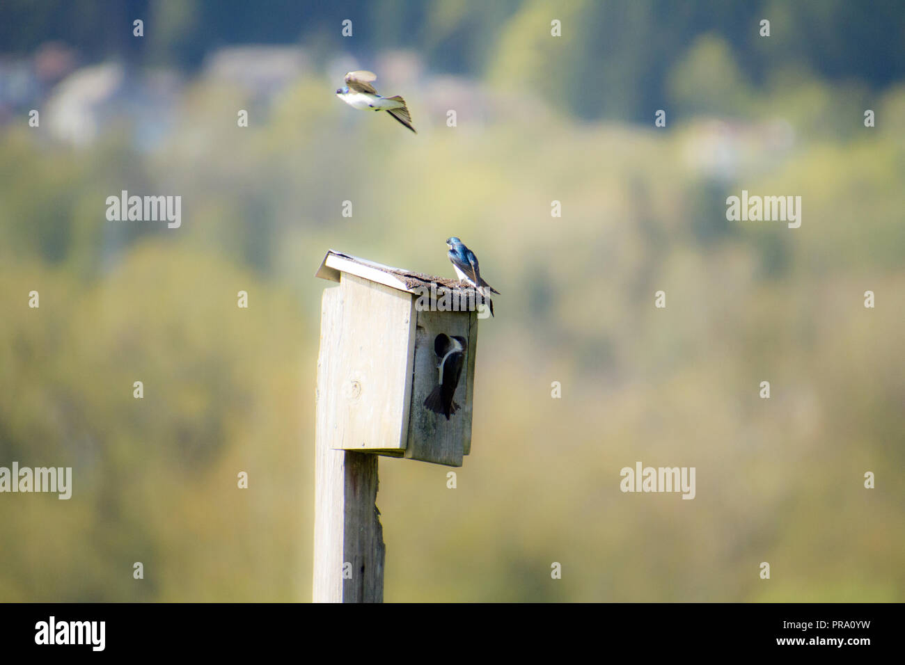 A tree swallow flying around a bird house with one swallow on the roof ...